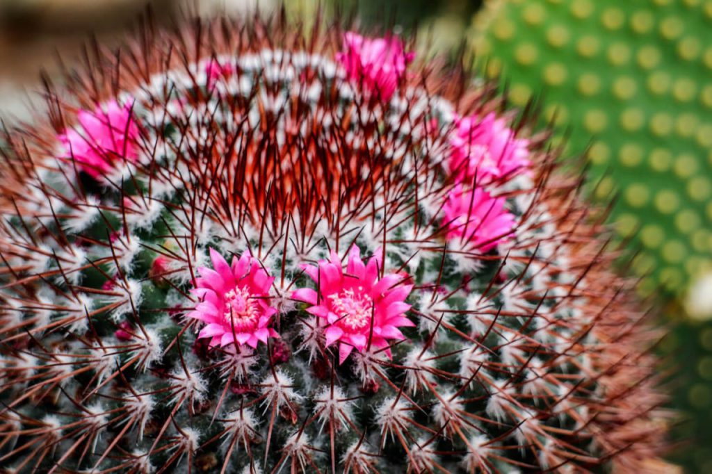 Discovering Peru – Peru Cultural Journeys